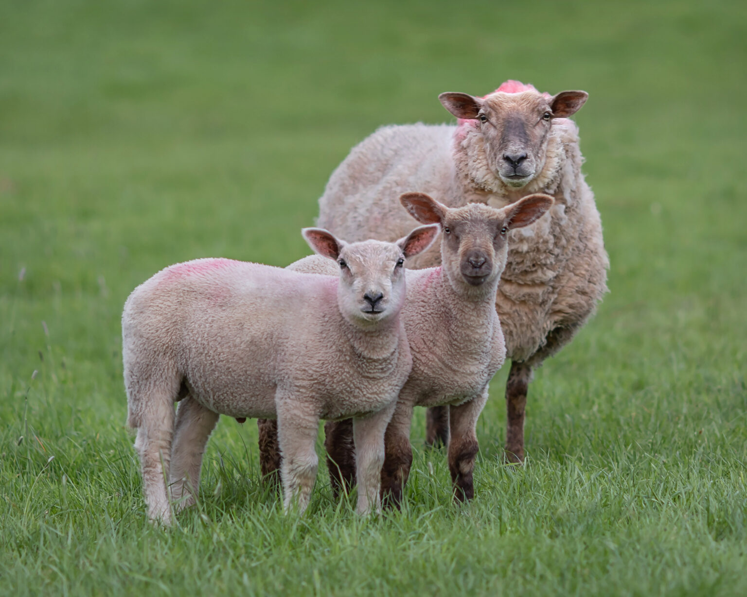 Vaccinating the Pregnant Ewe: Prevention of Infectious Disease ...