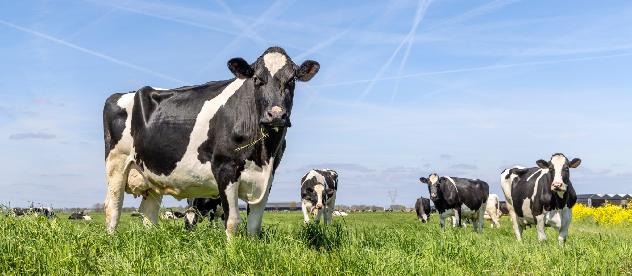 2025 In-Focus: Dairy Herd Costs and Profitability - AgriAdvance