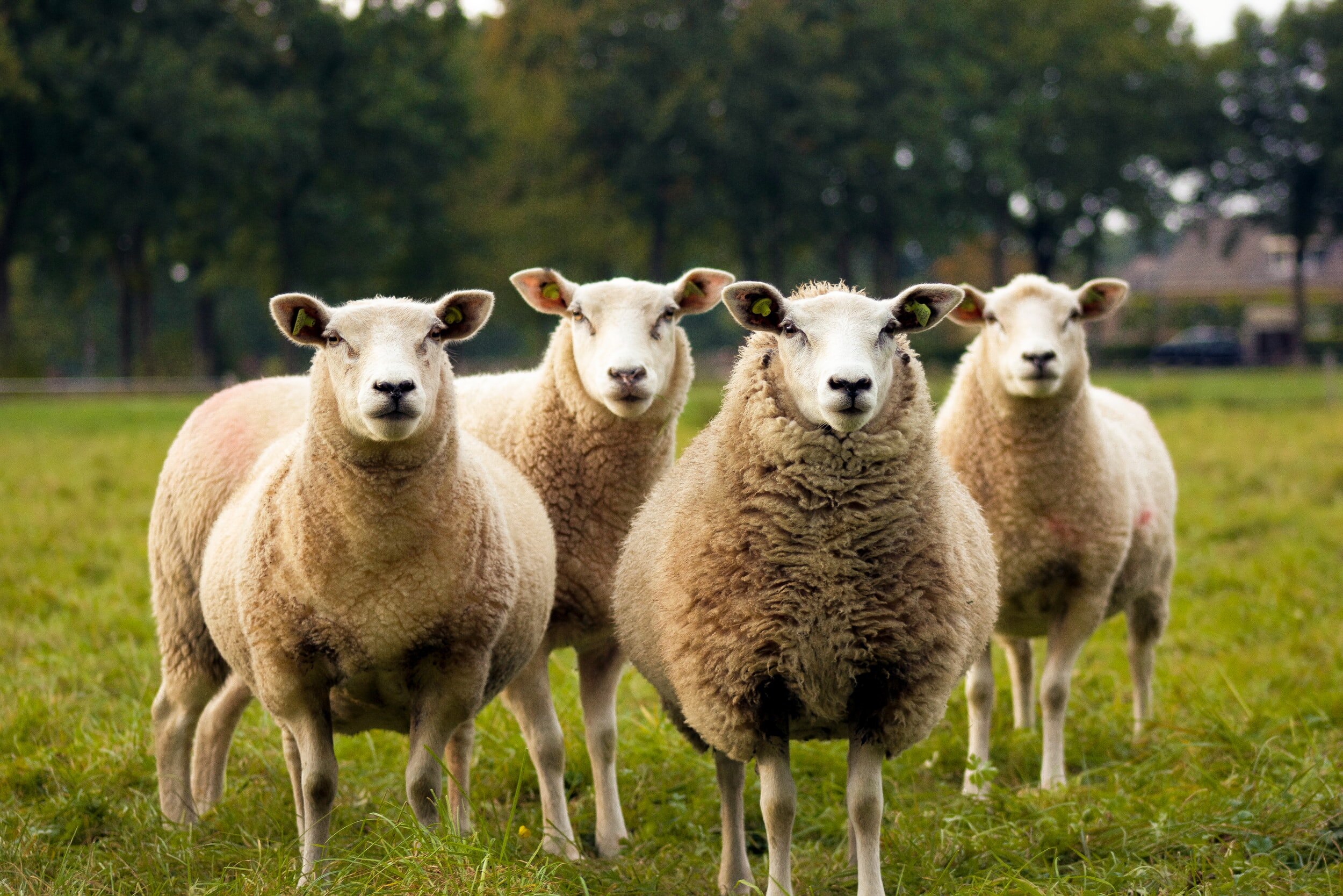 Effective Fly Control for Healthy Sheep - AgriAdvance