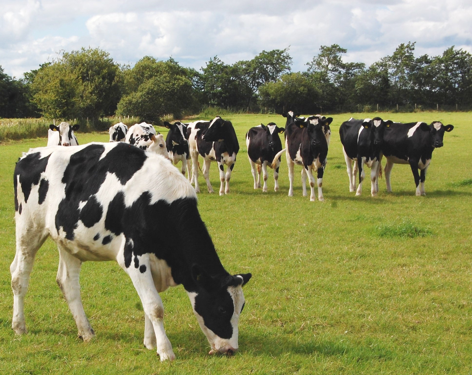 Efficient Heifer Rearing at Grass: Maximising Growth, Minimising Cost ...