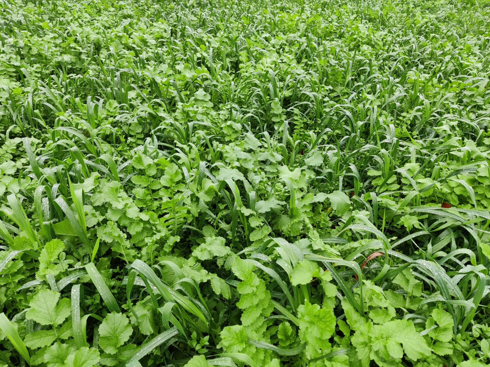 The Benefits of Using Cover Crops in Your Rotation - AgriAdvance