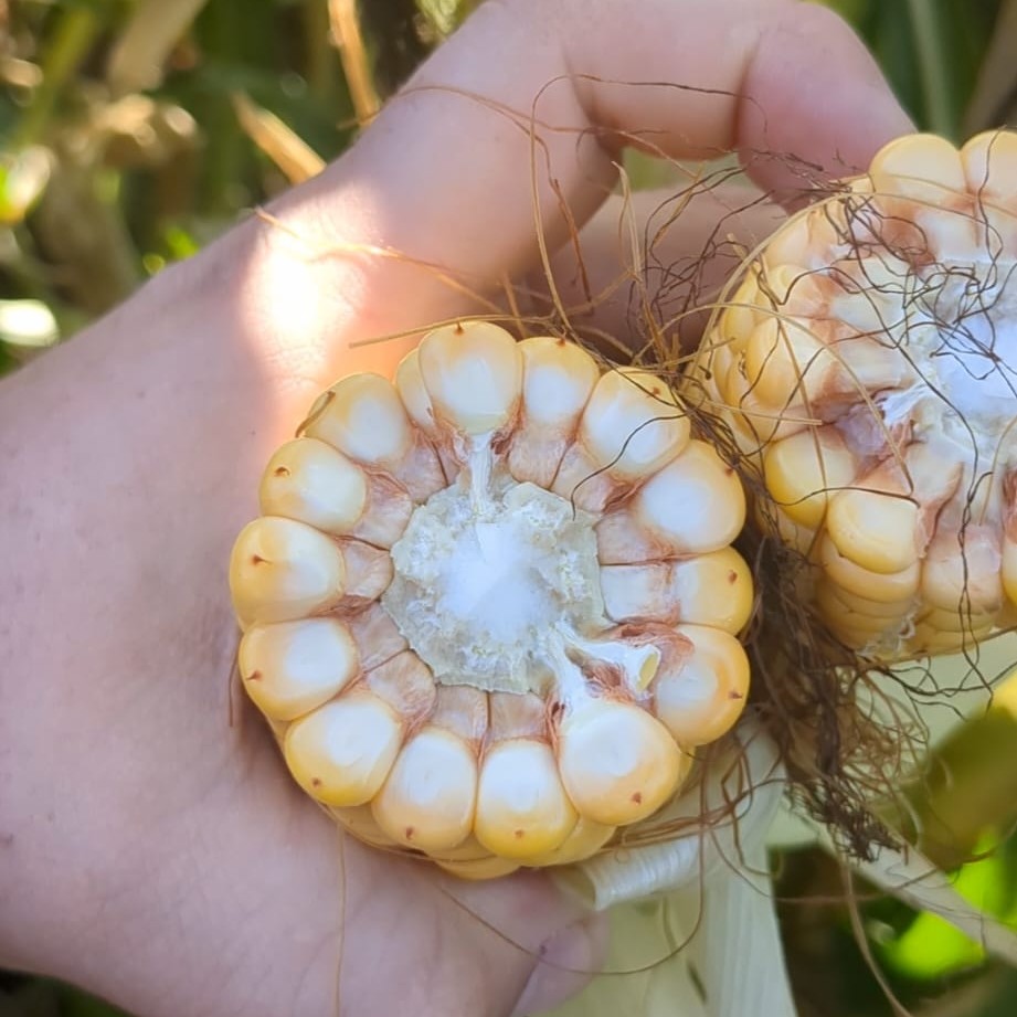 Maximising your Maize Harvest - AgriAdvance