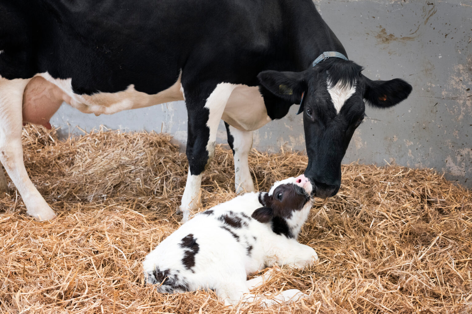 Success at Calving with Improved Dry Cow Management - AgriAdvance