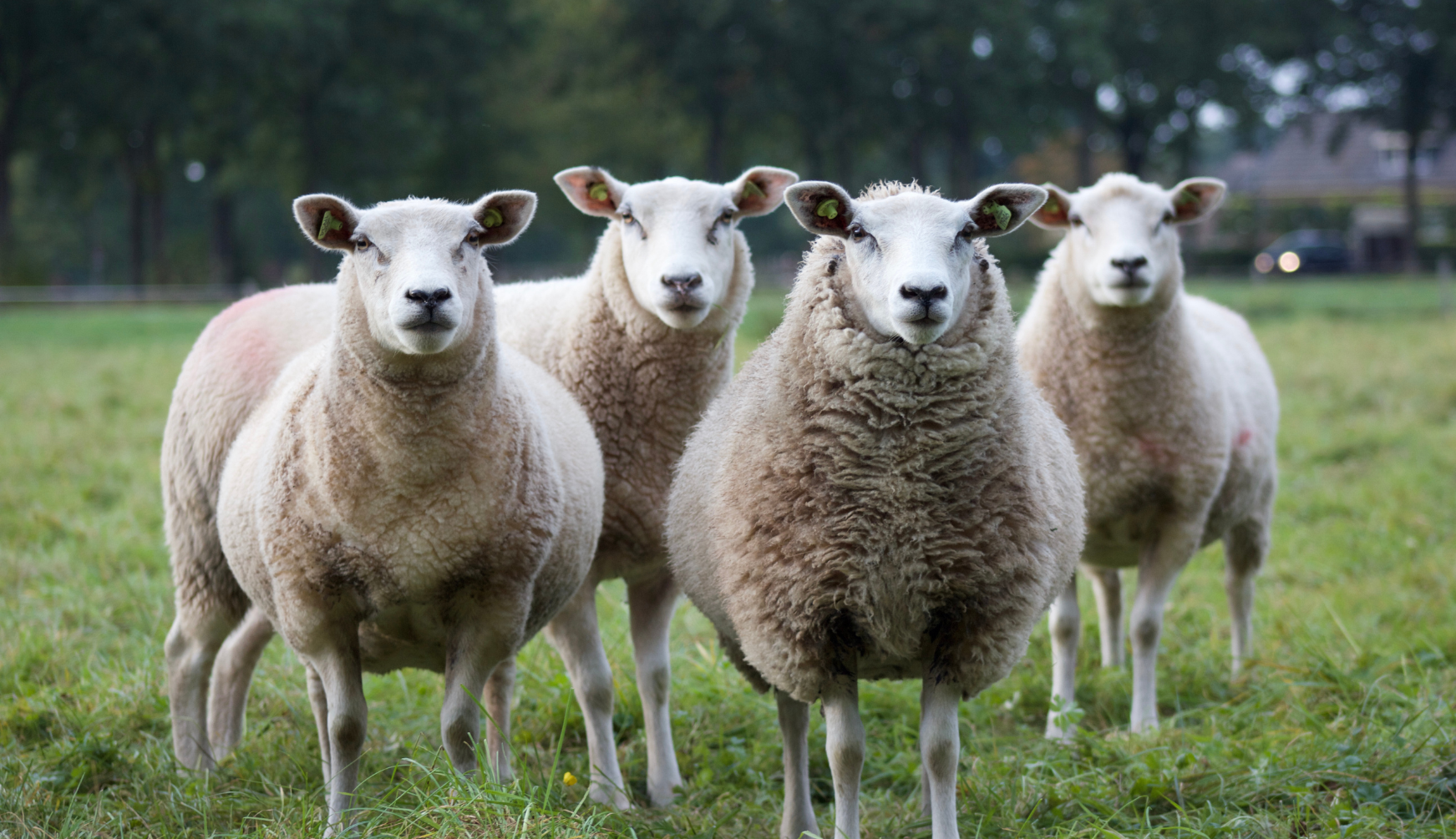 Sheep Lameness: Causes, Treatments and Solutions - AgriAdvance